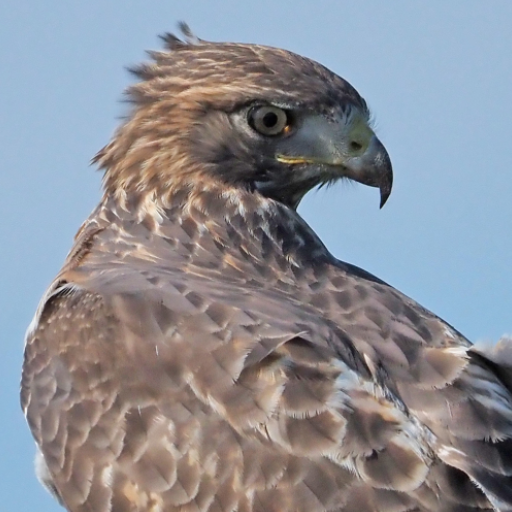 Hawk Sounds - Apps on Google Play