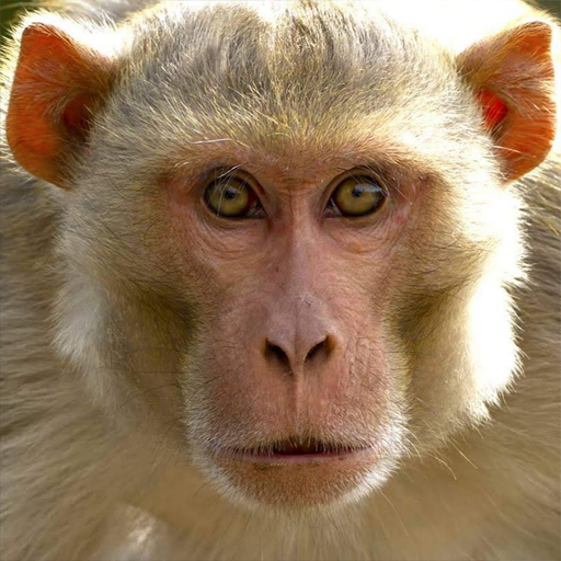 Monkey Sounds for PC / Mac / Windows 11,10,8,7 - Free Download ...