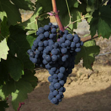 Triple Oak Vineyard para PC / Mac / Windows 11,10,8,7 - Descarga gratis - Napkforpc.com