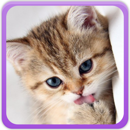 Kitten Wallpapers Gallery for PC / Mac / Windows 11,10,8,7 - Free ...