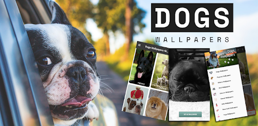 WallDog - Dogs 4k Wallpapers Android App
