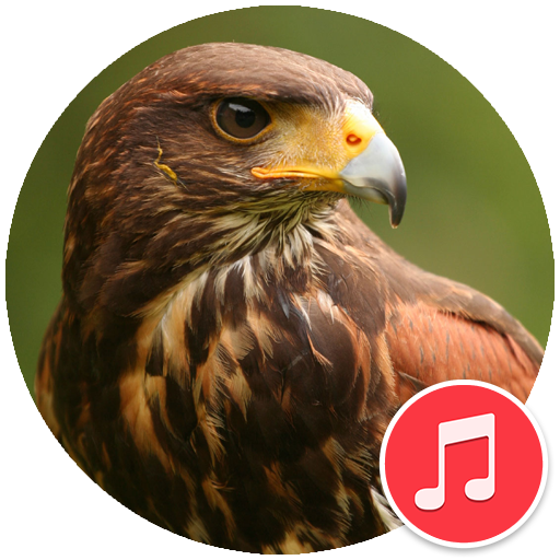 Hawk Sounds for PC / Mac / Windows 11,10,8,7 - Free Download ...
