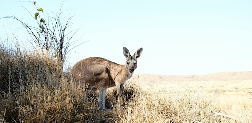 Kangaroo Wallpaper Android App
