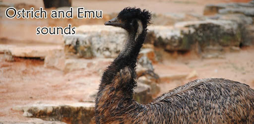 Ostrich and Emu Sounds Android App