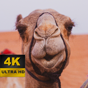 Camel Wallpapers - 4K and UHD - Latest version for Android - Download APK