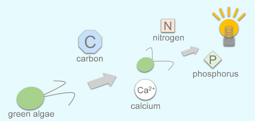 Culture Green Algae Android App