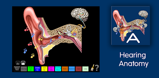Hearing Anatomy Android App