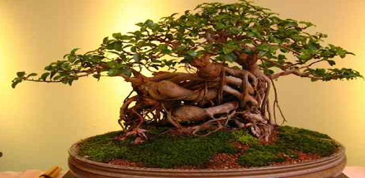Creative ideas of bonsai plants Android App