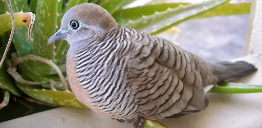 Zebra Dove Sounds Android App