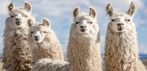 Llama Sound Android App