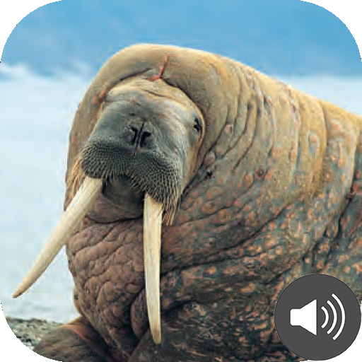 Walrus Sounds - Apps on Google Play