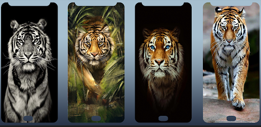 Tiger Wallpapers 4K Android App