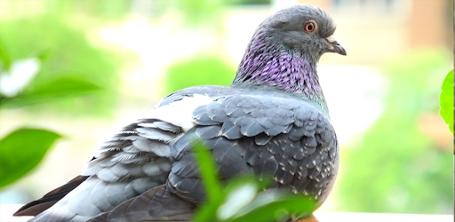 Pigeon Sounds Android App
