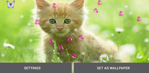 Kitten Live Wallpapers Android App