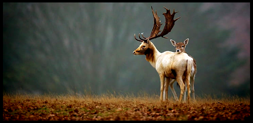 Beautiful Deer Wallpapers Android App