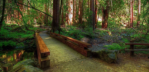 SN Nature Live Wallpapers Android App