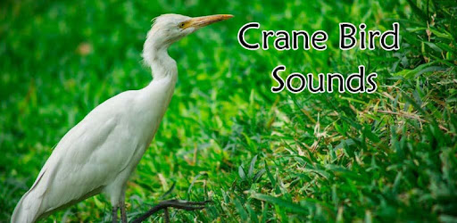 Crane Bird Sounds Android App