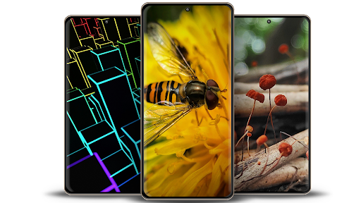 Macro Wallpaper 4K for PC / Mac / Windows 11,10,8,7 - Free Download ...