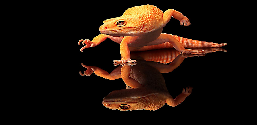 Gecko Wallpapers Android App