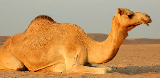 Camel Sounds Android App