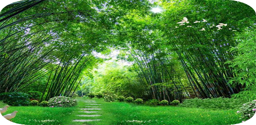 Bamboo Wallpaper Android App