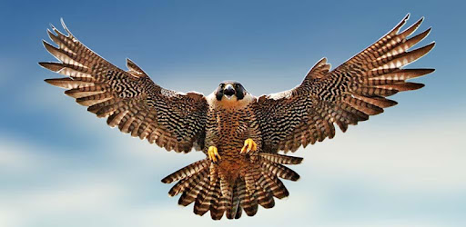 Falcon HD Wallpapers Android App