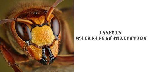 Insects Wallpapers Android App