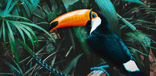 Toucan Wallpaper Android App