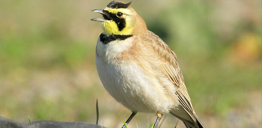 Lark Bird Sounds Android App