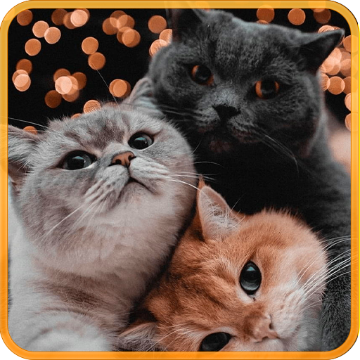 Cat Wallpaper Cute Kitten HD for PC / Mac / Windows 11,10,8,7 - Free Download - Napkforpc.com