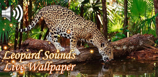 Leopard Sounds Live Wallpaper Android App