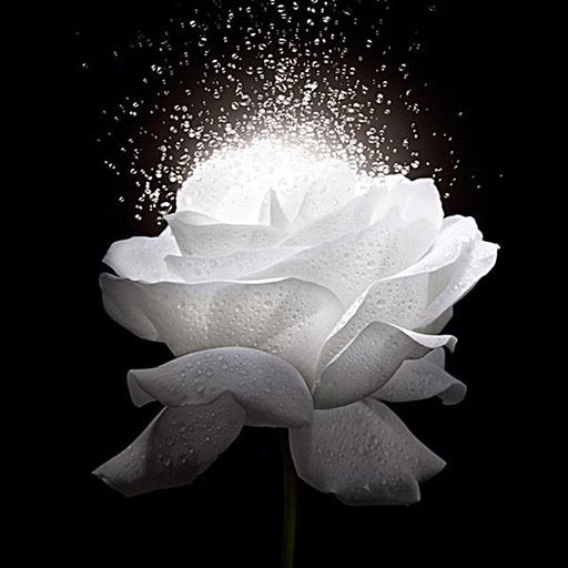 White rose wallpaper for PC / Mac / Windows 11,10,8,7 - Free Download ...