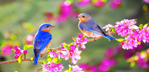 Bird Wallpapers Android App