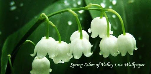 Spring Lilies of Valley Live Wallpaper Android App