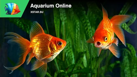 Aquarium online store