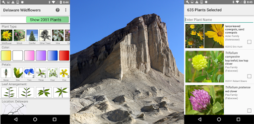 Death Valley Wildflowers Android App