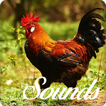Rooster Sounds and Ringtone Audio for PC / Mac / Windows 11,10,8,7 ...