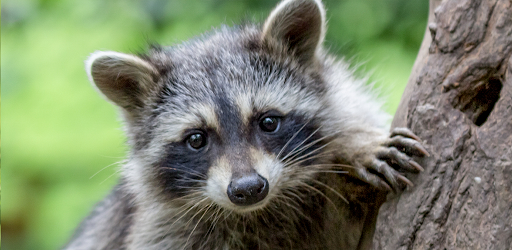 Raccoon Sounds Android App