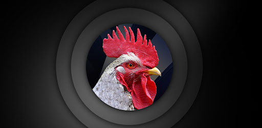 Funny chicken crowing sounds ringtones Android App