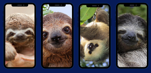 Sloth Wallpapers Android App