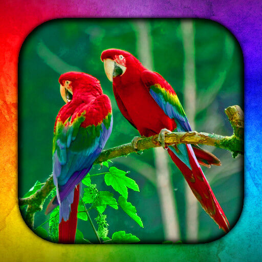 Birds Live Wallpaper for PC / Mac / Windows 11,10,8,7 - Free Download ...
