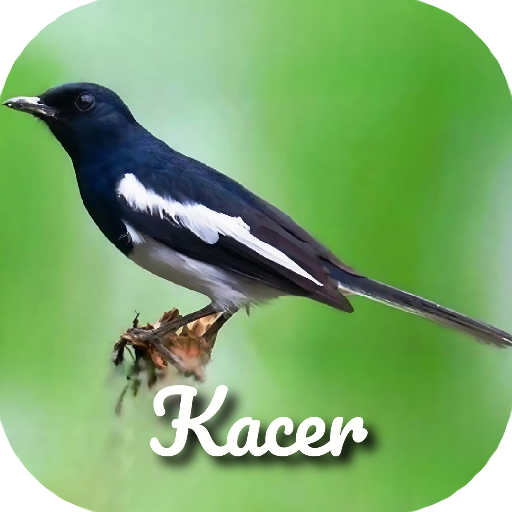 suara pikat burung kacer - Apps on Google Play