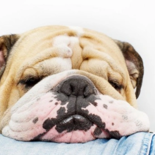 Snoring dog sounds - Apps on Google Play