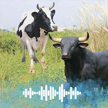 Bull and Cow sounds Ringtones for PC / Mac / Windows 11,10,8,7 - Free ...