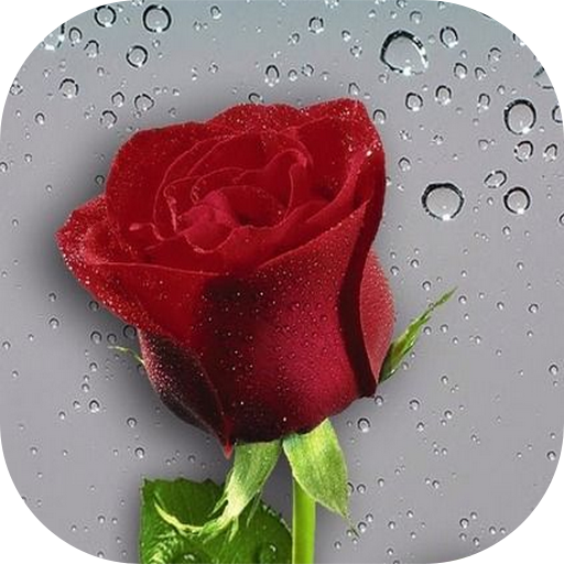 Flowers Animated For Pc Mac Windows 111087 Free Download