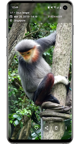 Aves Gallery - Apps on Google Play