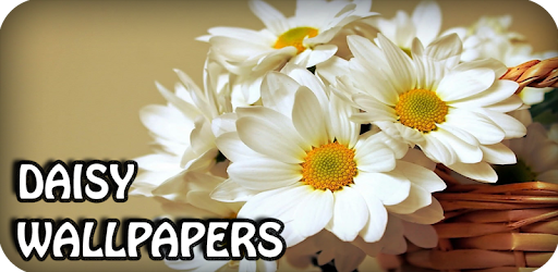 Daisy Wallpapers Android App