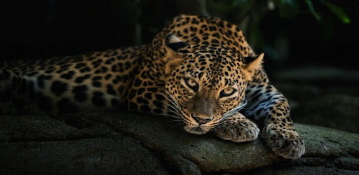 Leopard Lock Screen Android App