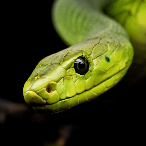 Snake Sounds - Apps on Google Play Snake Sounds - Apps on Google Play