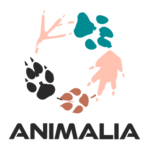 Animalia - Apps en Google Play